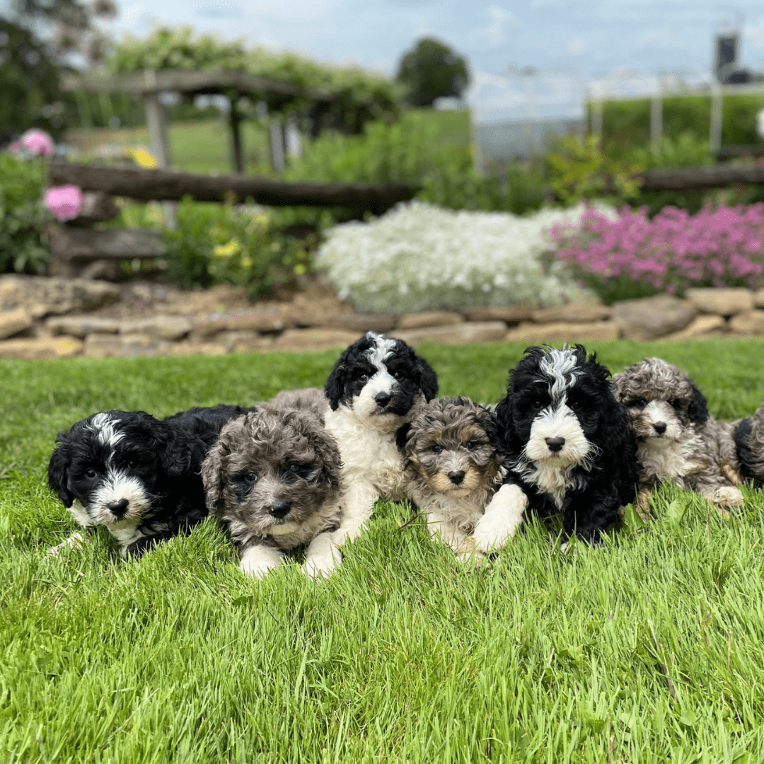 Georgia Dog Club | Puppies For Sale | Dog Breeder