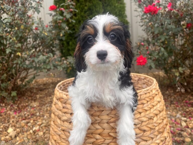 Dogs & Puppies For Sale - Georgia Dog Club