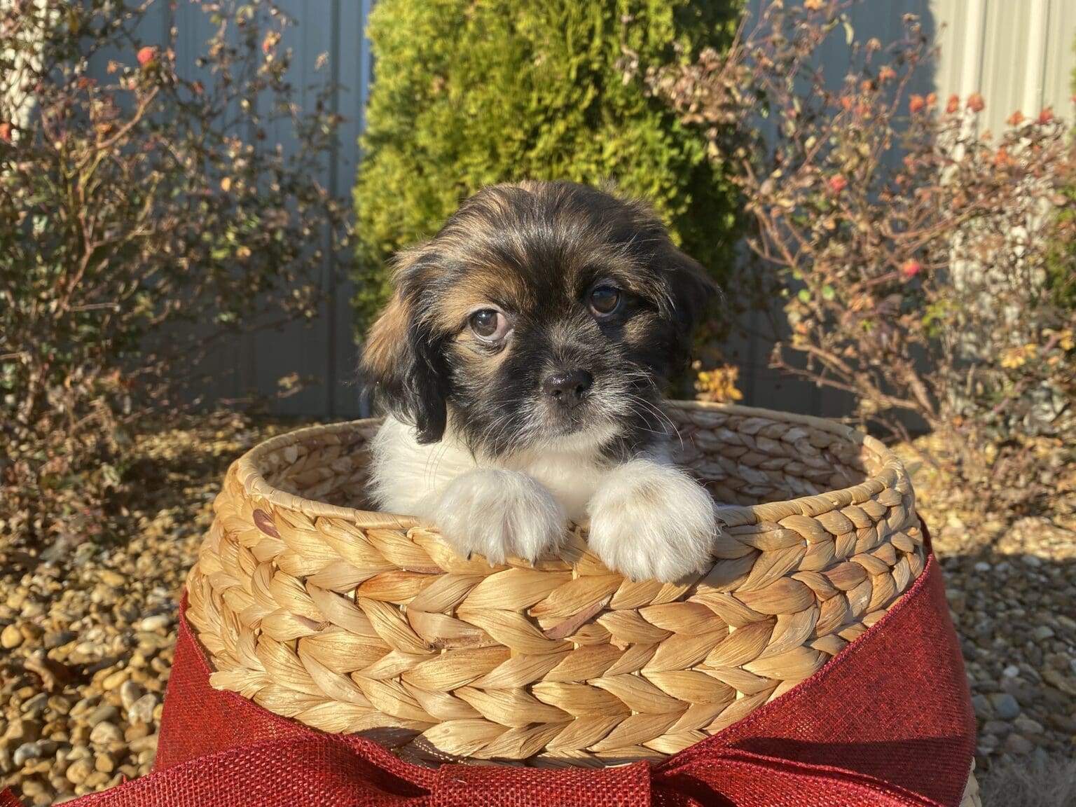 Dogs & Puppies For Sale - Georgia Dog Club