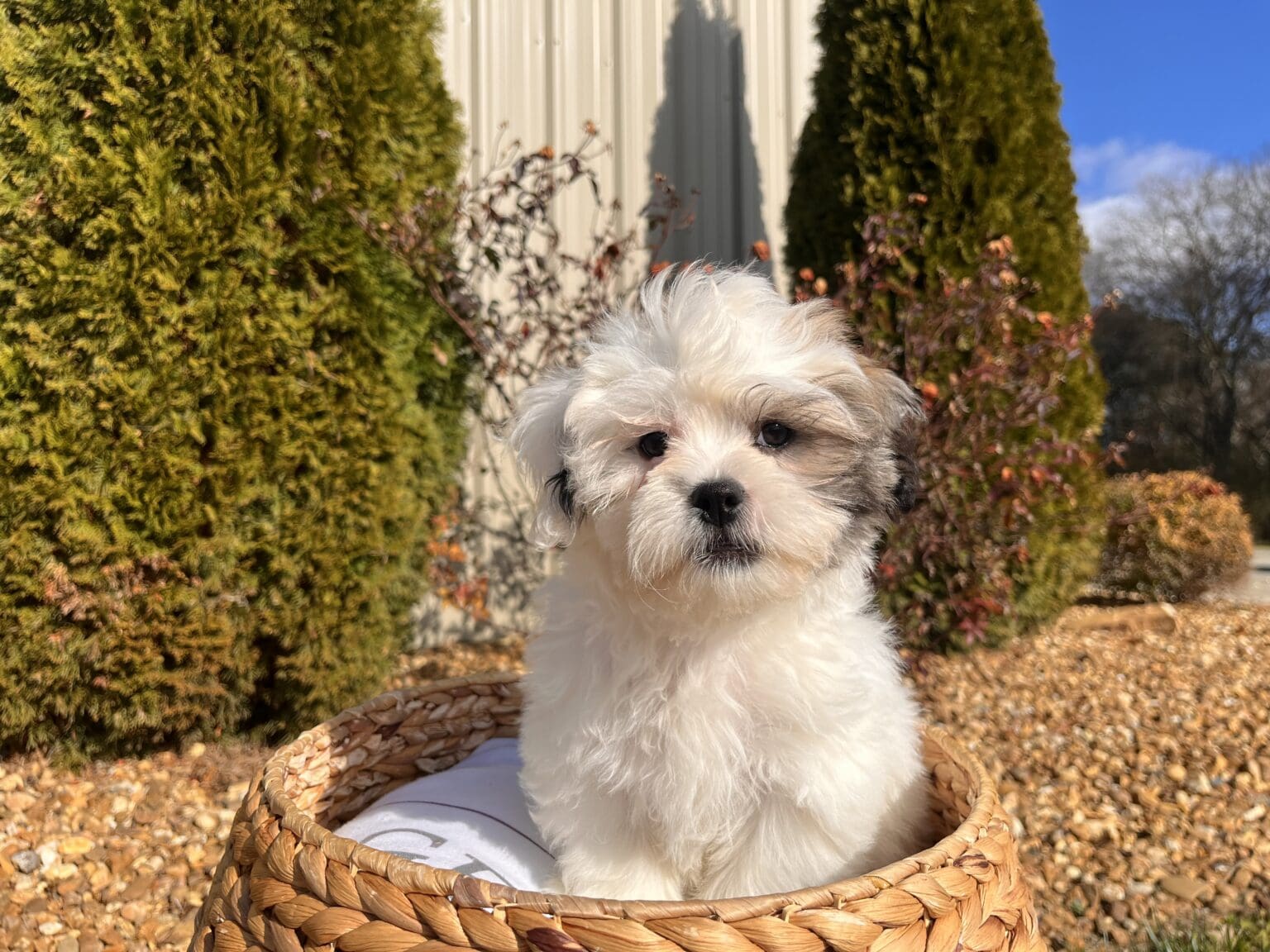 Dogs & Puppies For Sale - Georgia Dog Club