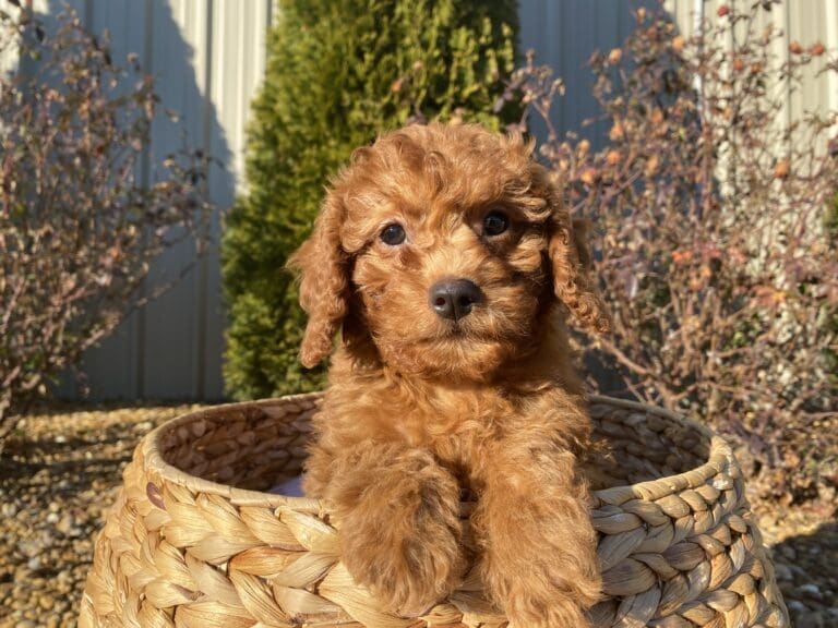 Dogs & Puppies For Sale - Georgia Dog Club