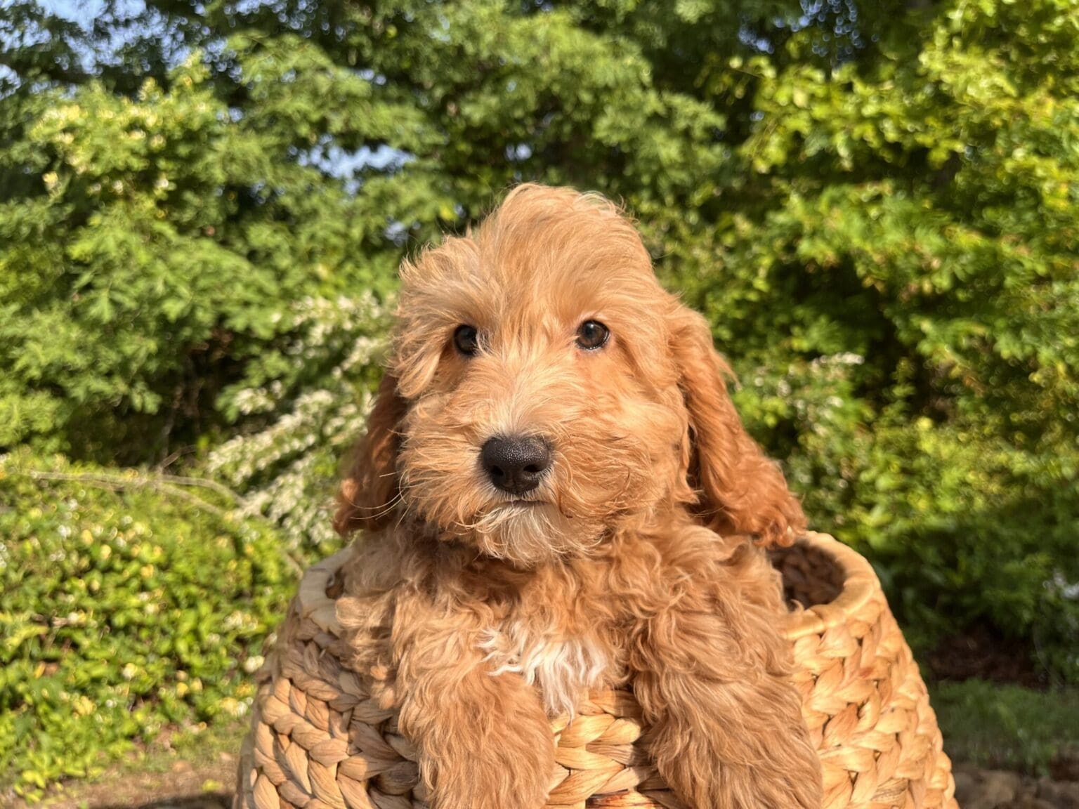 Puppies for Sale in Georgia | Georgia Dog Club | Dogs for Sale