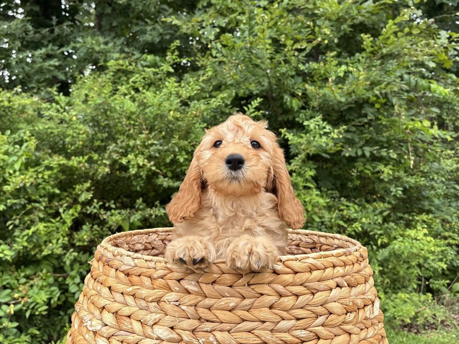 Donovan - Georgia Dog Club